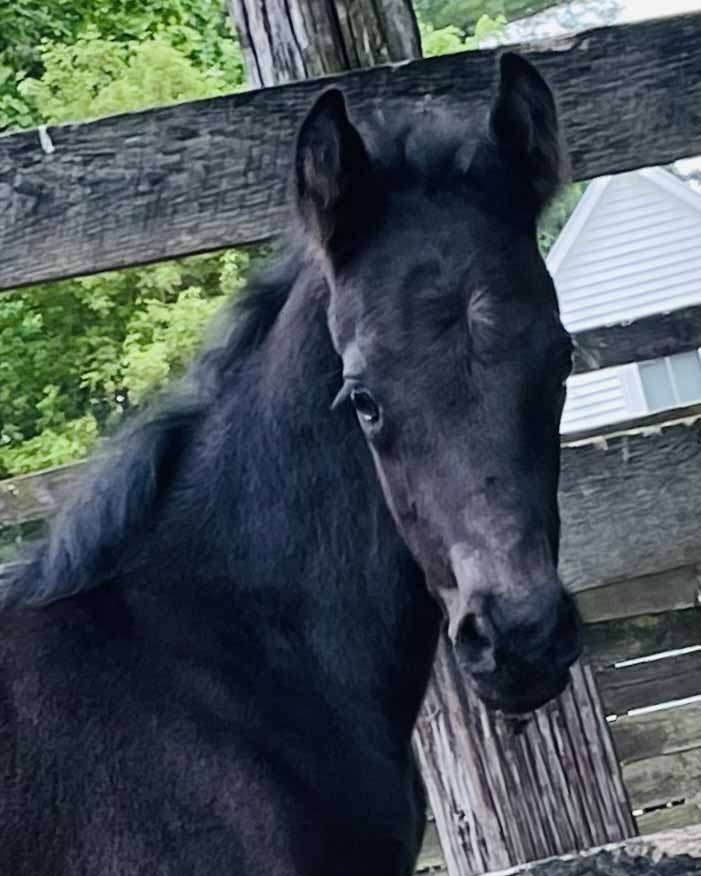 Townshend Mark The Date | Morgan Stallion Showcase