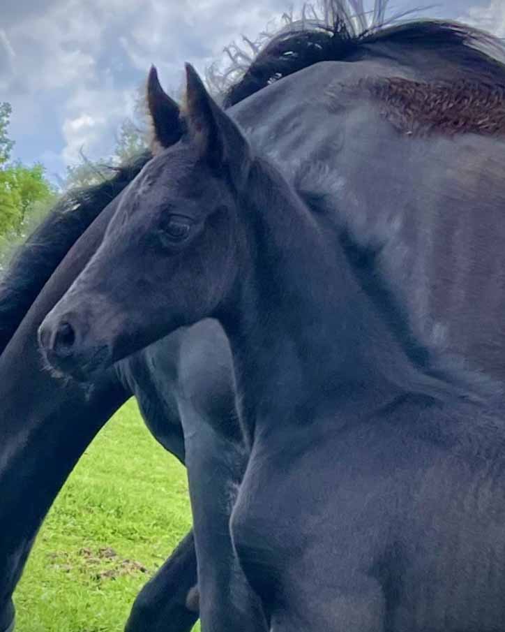 Townshend Mark The Date | Morgan Stallion Showcase