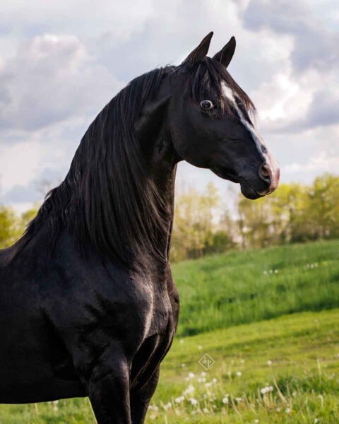 Trickling Stream Dreamer | Morgan Stallion Showcase