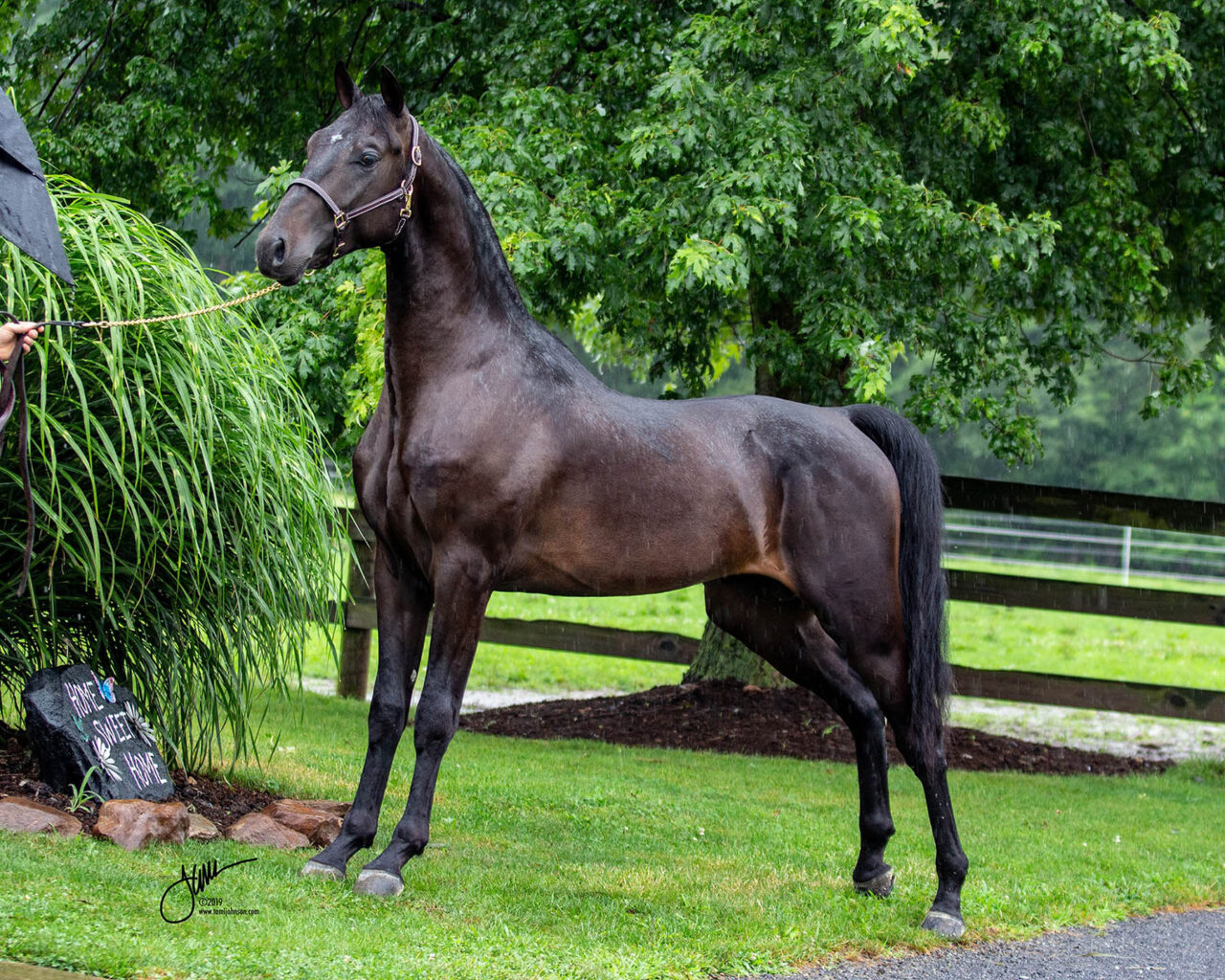 Stallions at Stud | Morgan Stallion Showcase