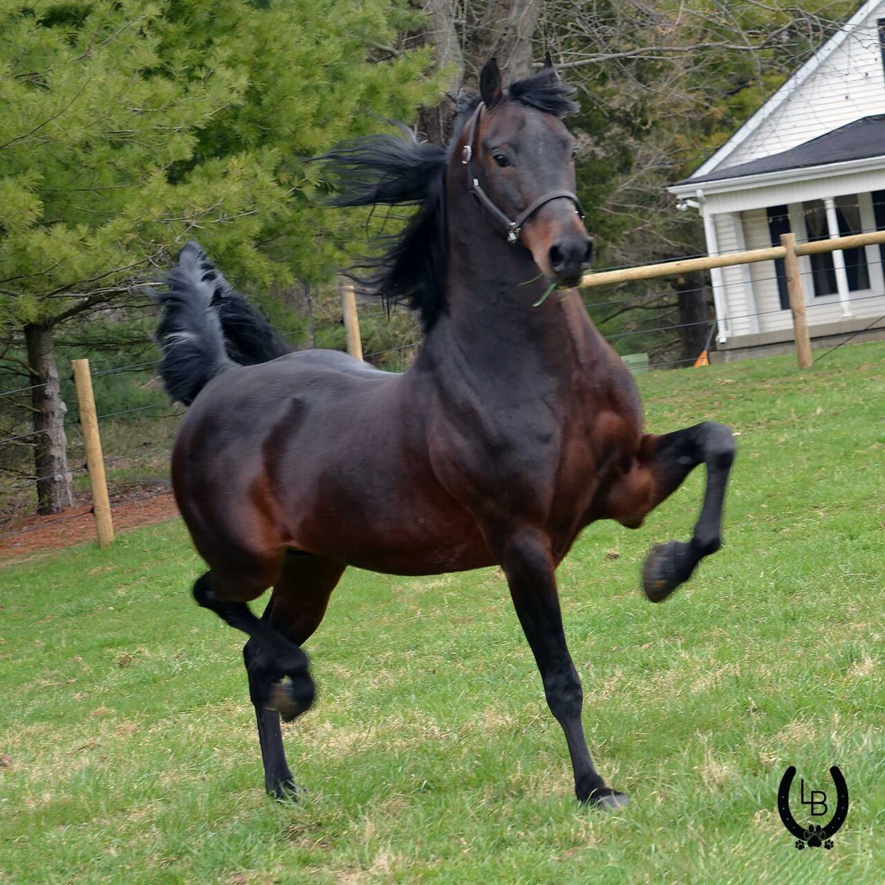 All Stallions | Morgan Stallion Showcase