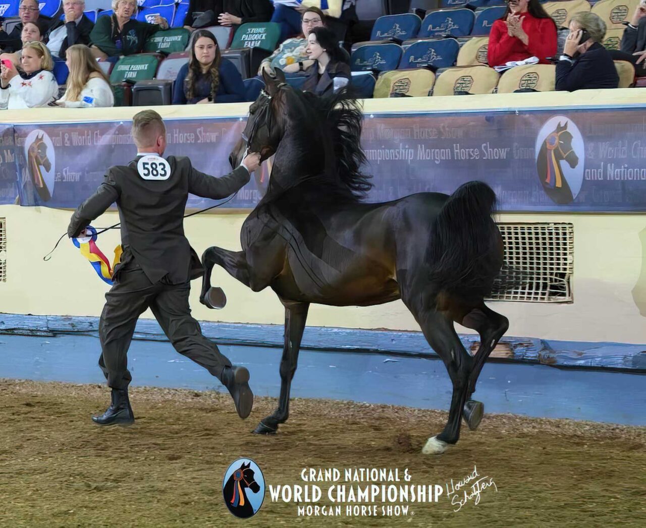 All Stallions | Morgan Stallion Showcase