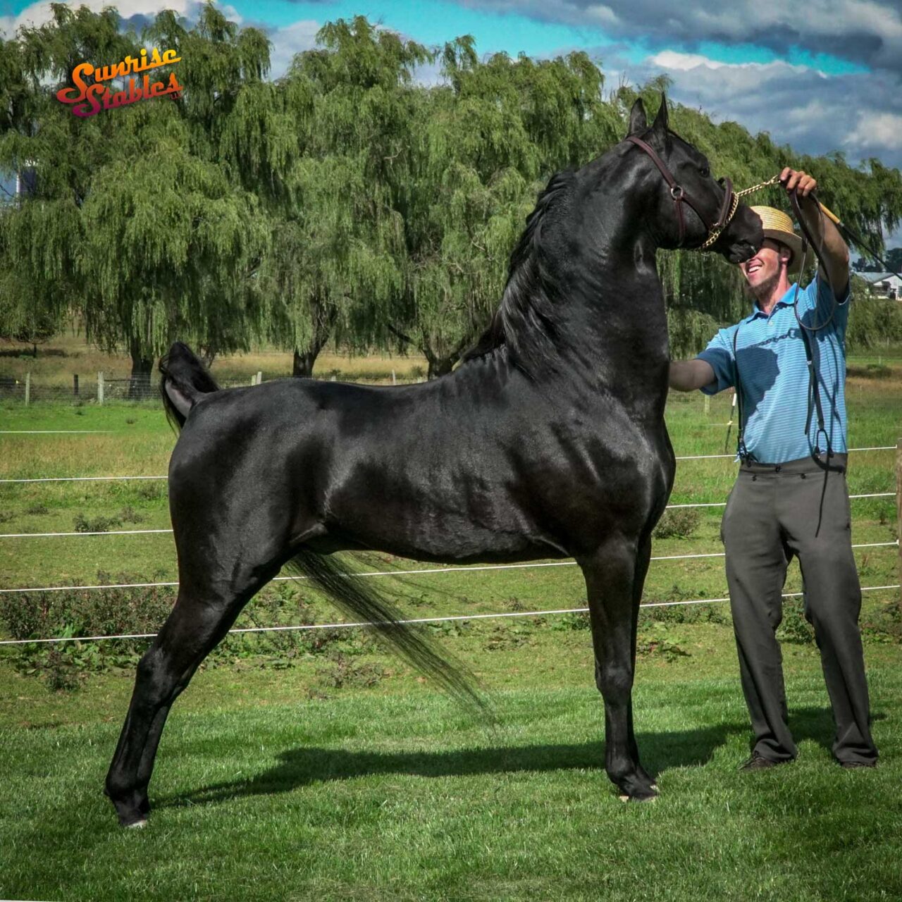Stallions at Stud | Morgan Stallion Showcase
