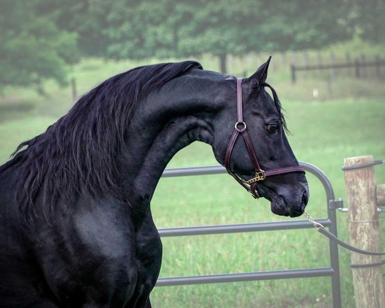All Stallions | Morgan Stallion Showcase