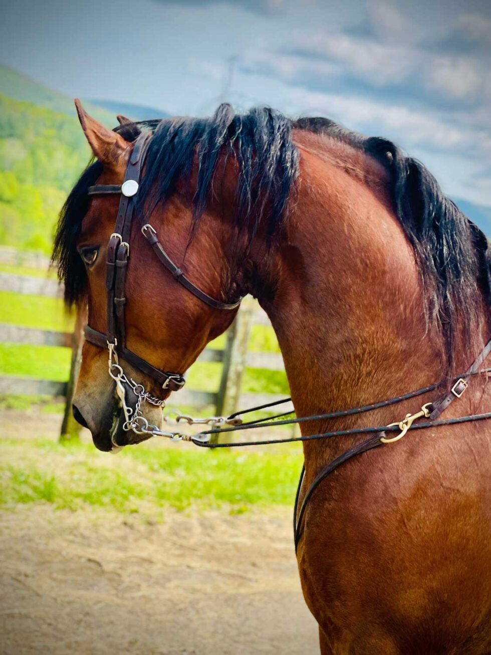 All Stallions | Morgan Stallion Showcase