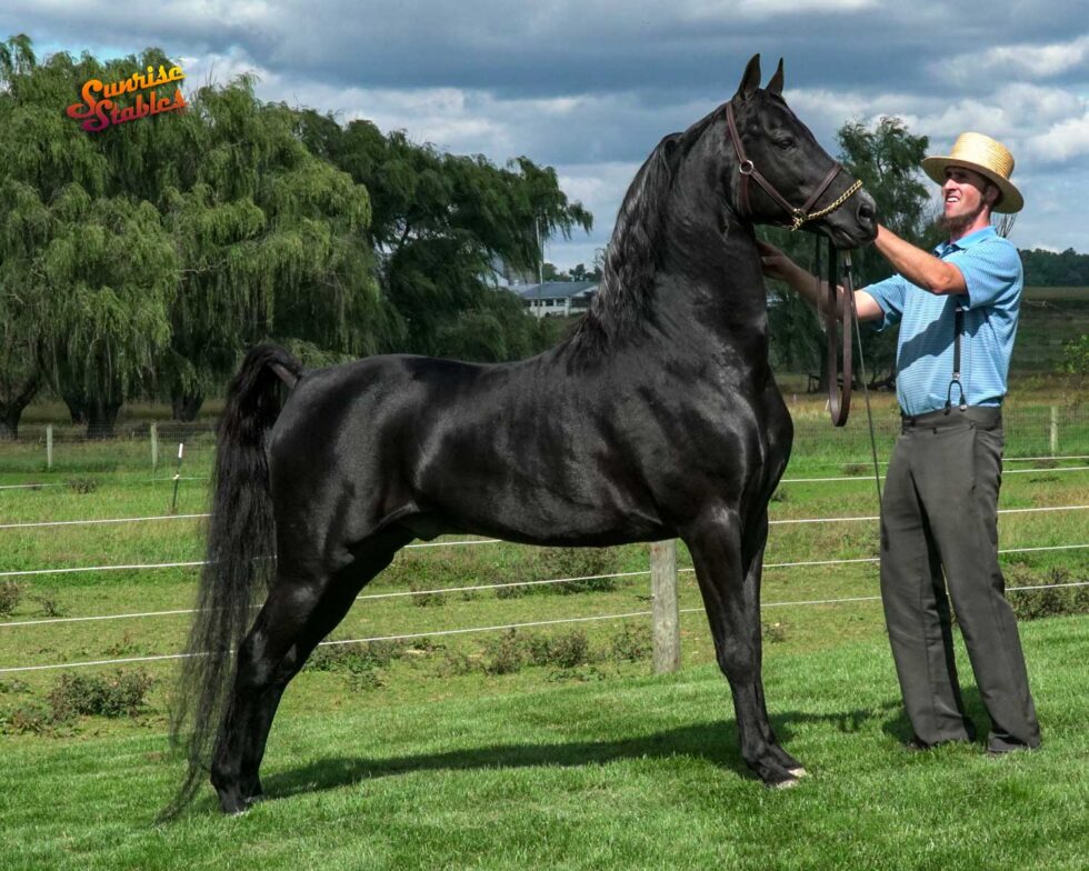 All Stallions | Morgan Stallion Showcase