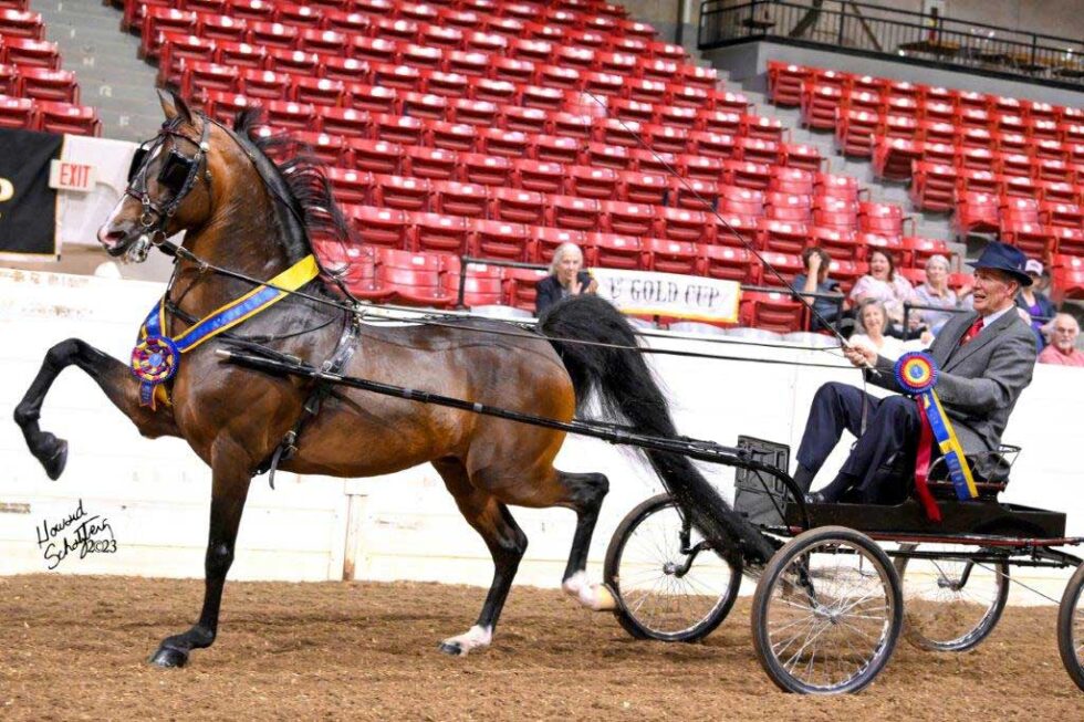 All Stallions | Morgan Stallion Showcase