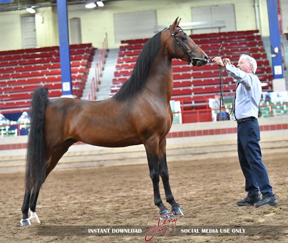 All Stallions | Morgan Stallion Showcase