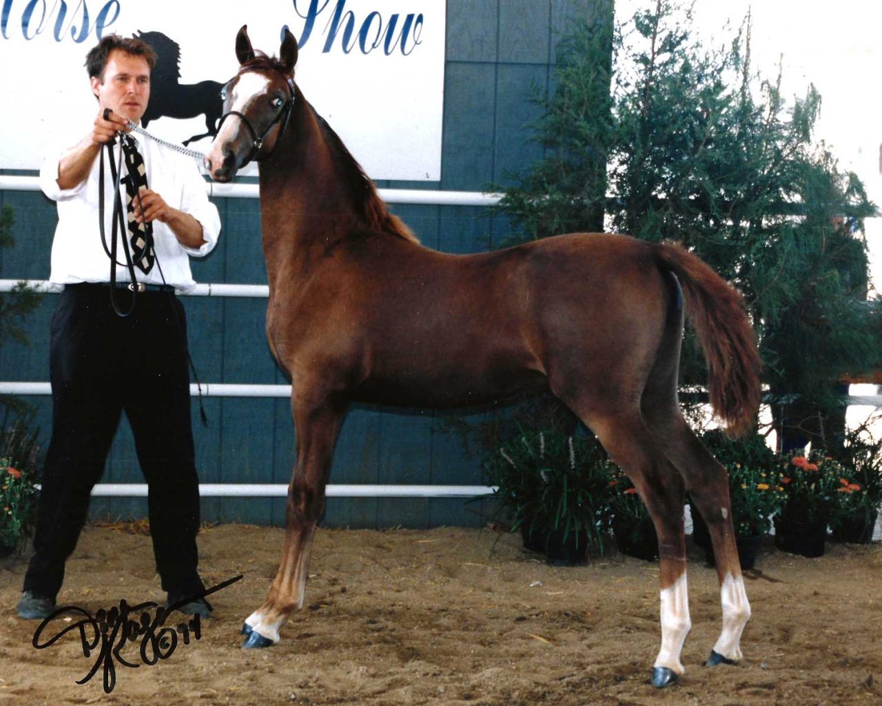 Frozen In Time | Morgan Stallion Showcase